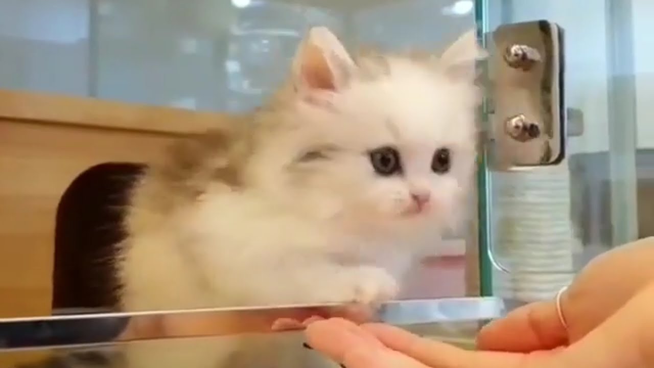 Cats Kittens - So cute Baby Cat Playing Funny Video Compilation # ...