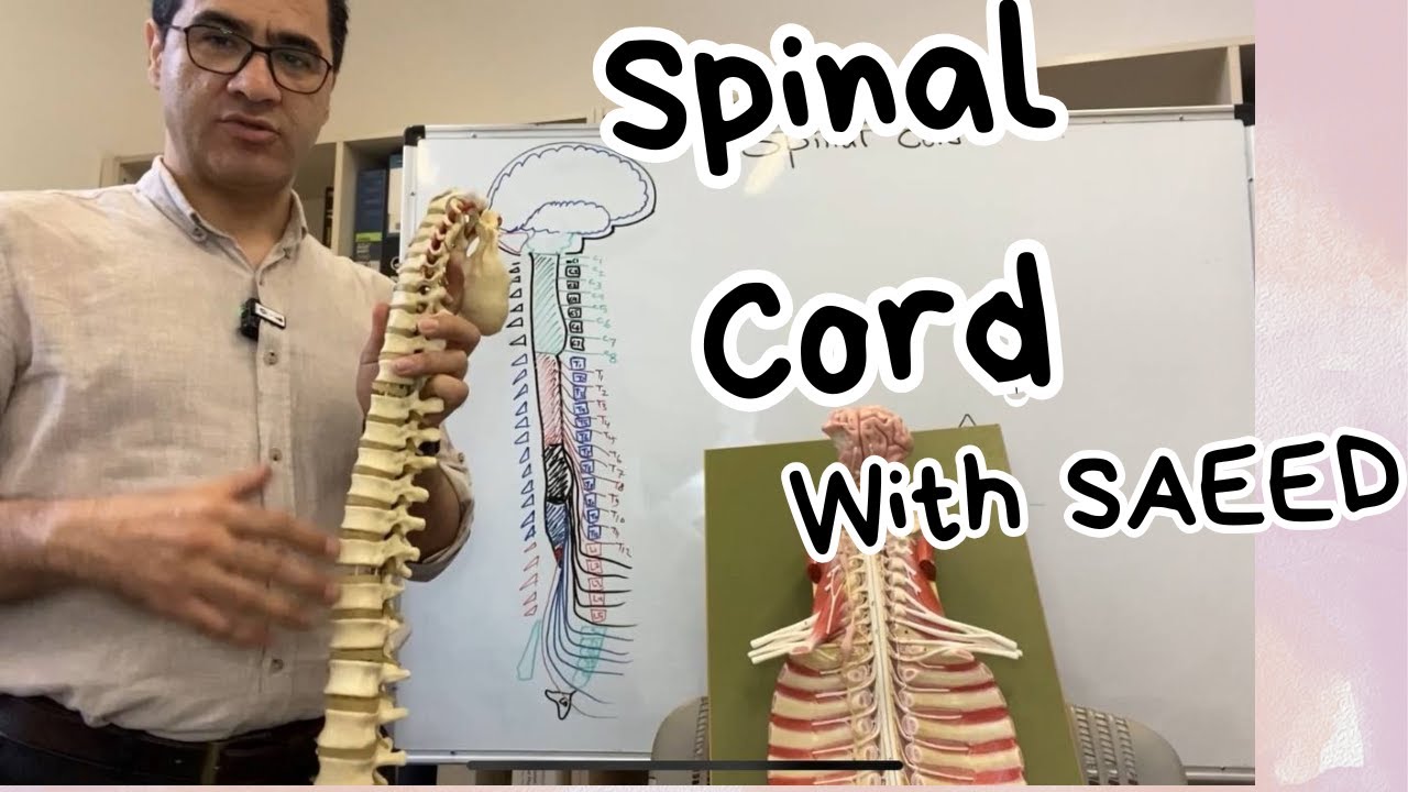 Exploring the relationship of Spinal Cord and Vertebral Column - YouTube