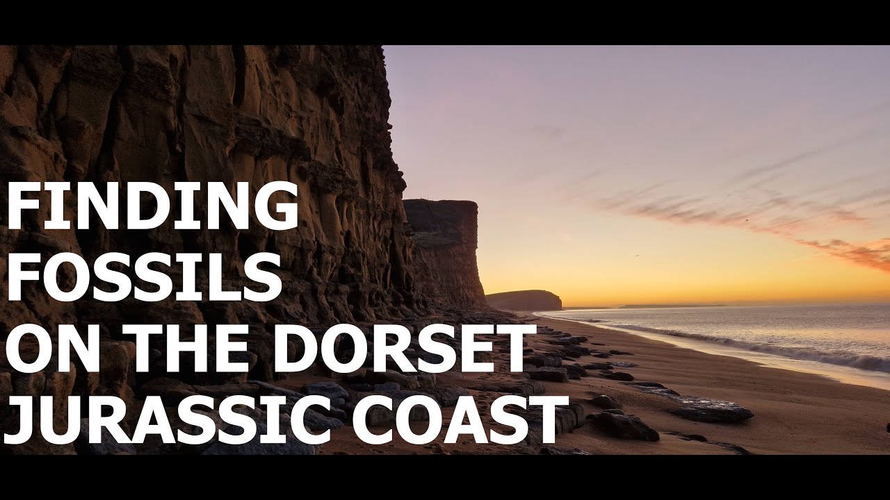 Fossiliferous is #fossilhunting in Dorset for jurassic #ammonites ...