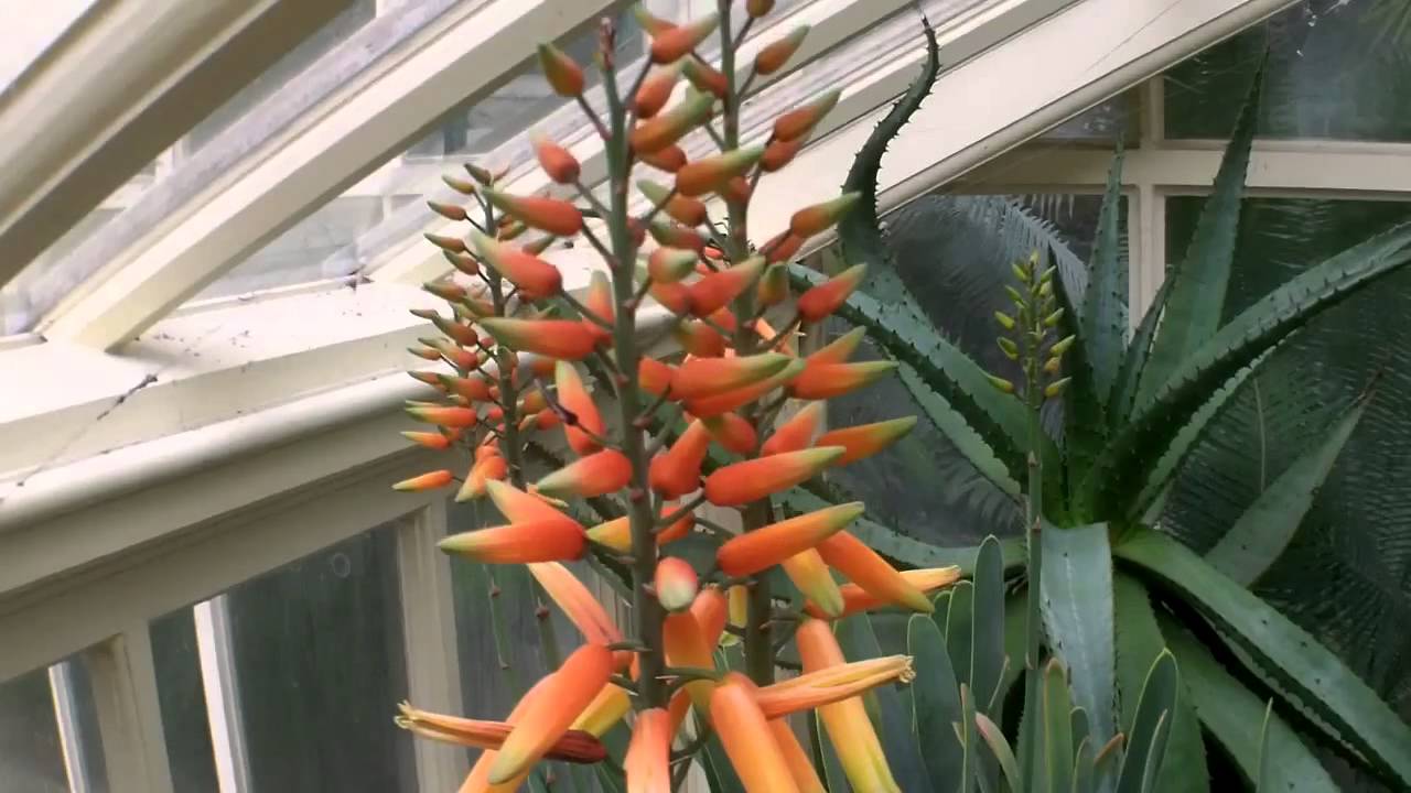 AMAZING collection of Aloe plants all in BEAUTIFUL Flower Feb 2015 ...