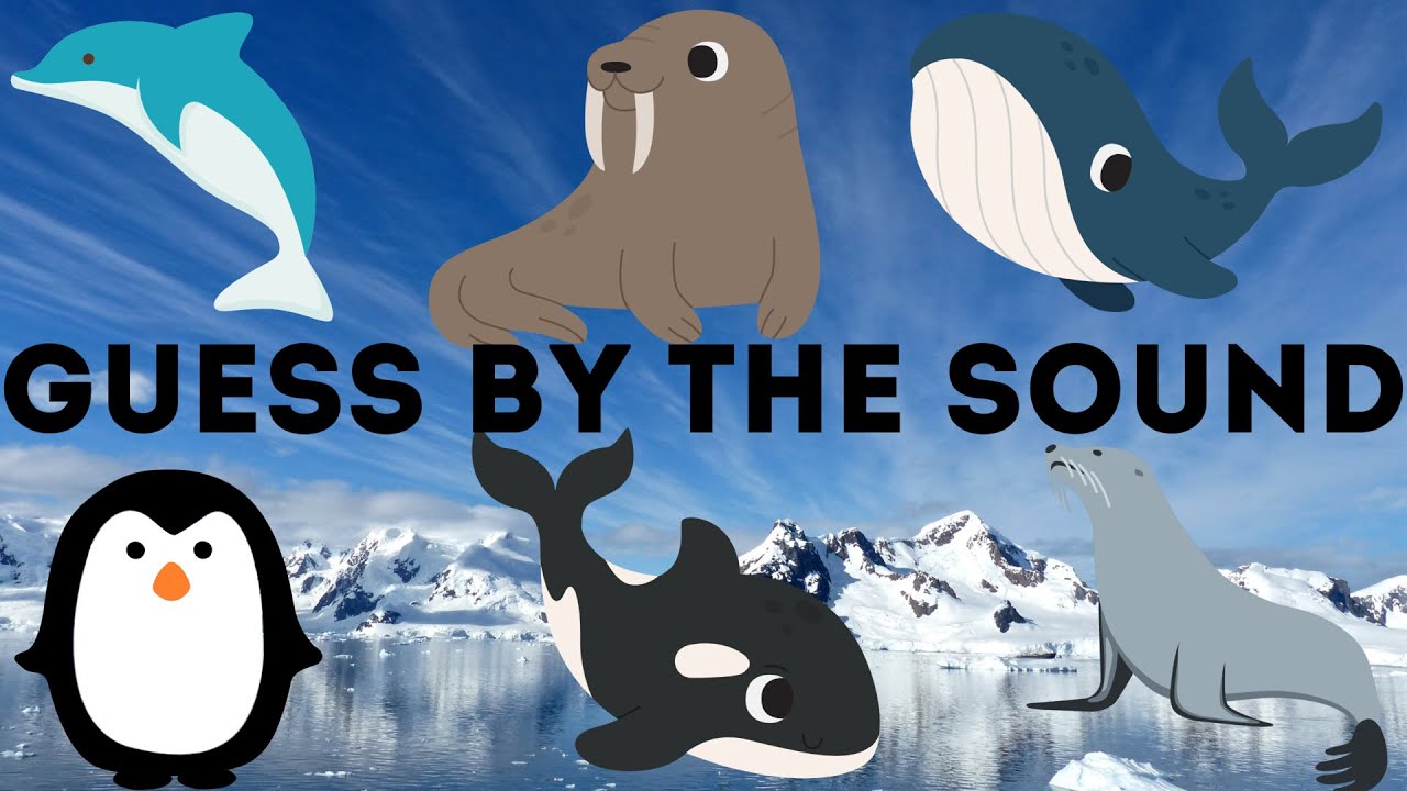Guess the sound. Video game for kids. Dolphin Whale Penguin Seal Walrus ...