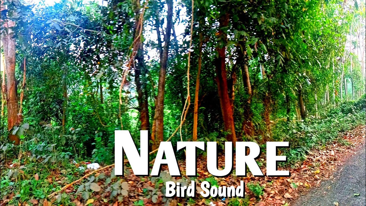 Nature Bird Sound | Forest Sound | Bird Song | Scenic Scenes HD - YouTube