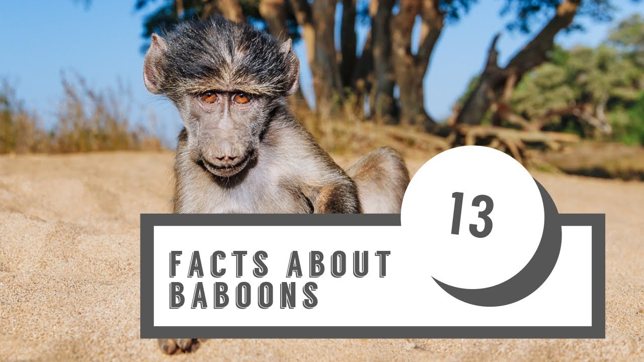13 Interesting Facts about Baboons - YouTube