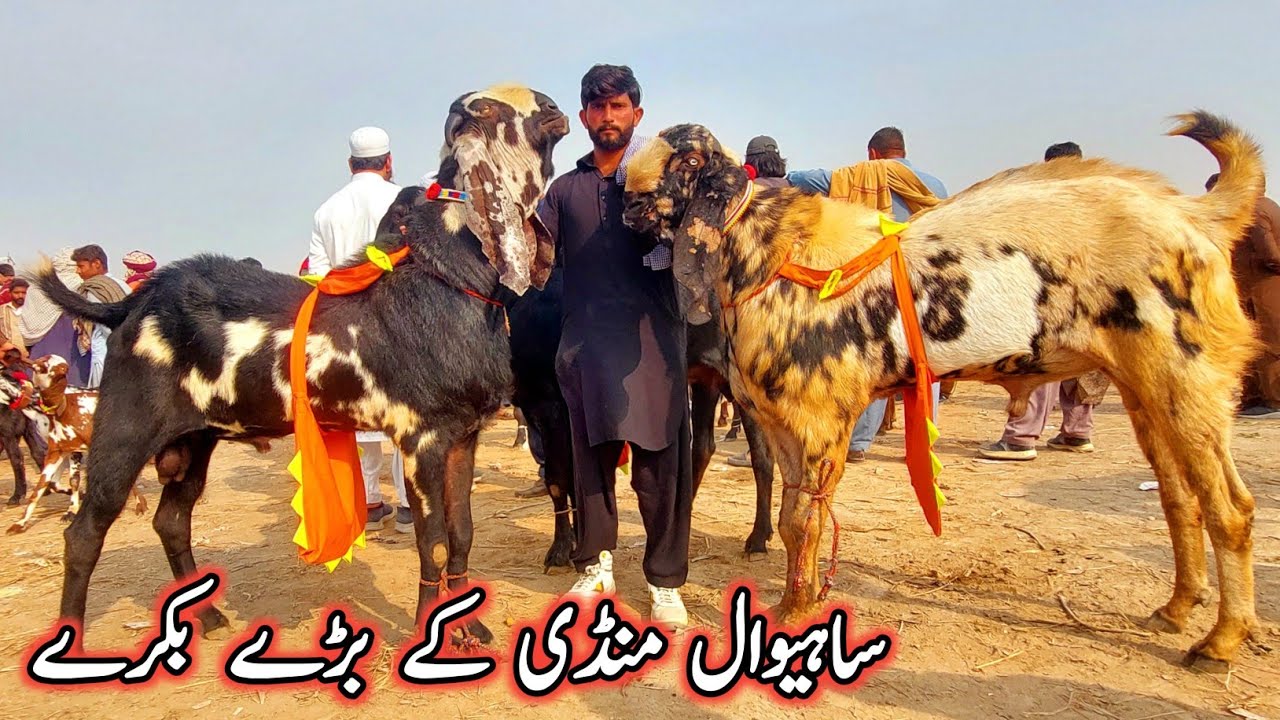 Sahiwal Bakra Mandi Ki Latest Update Beetal Breeder Bakro K Rates-4 ...