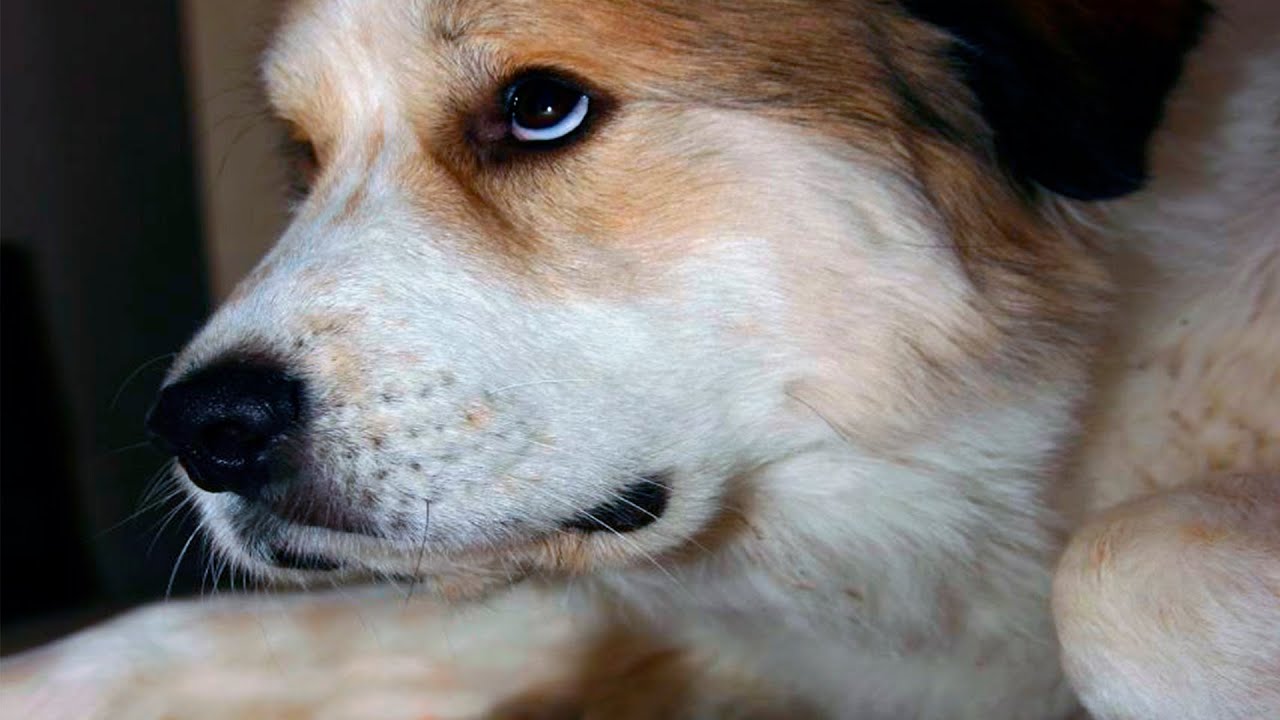 Guilty Dog Faces #117 - YouTube