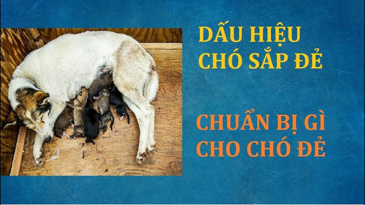 Dấu hiệu nhận biết khi chó sắp đẻ Chuẩn bị gì cho chó đẻ - YouTube