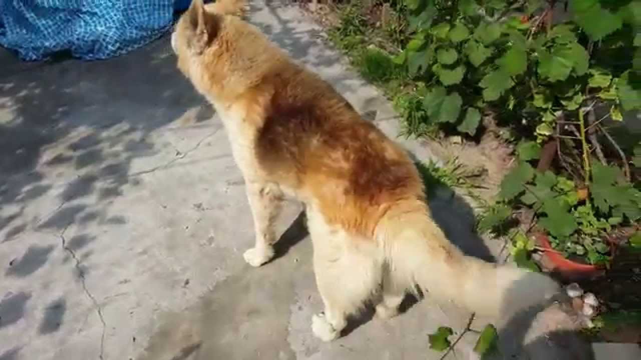 My dogs (4k test sample) Samsung Galaxy S6 Edge - YouTube