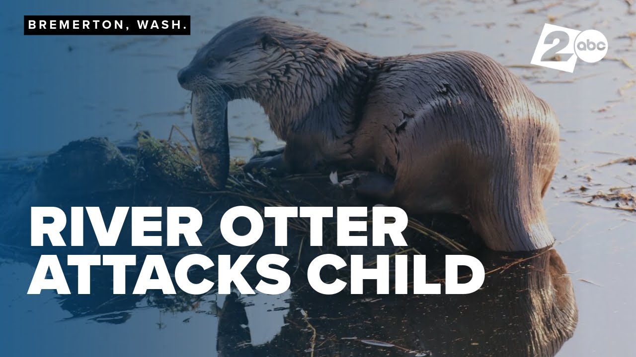 River otter attacks, drags young child underwater at Bremerton Marina ...