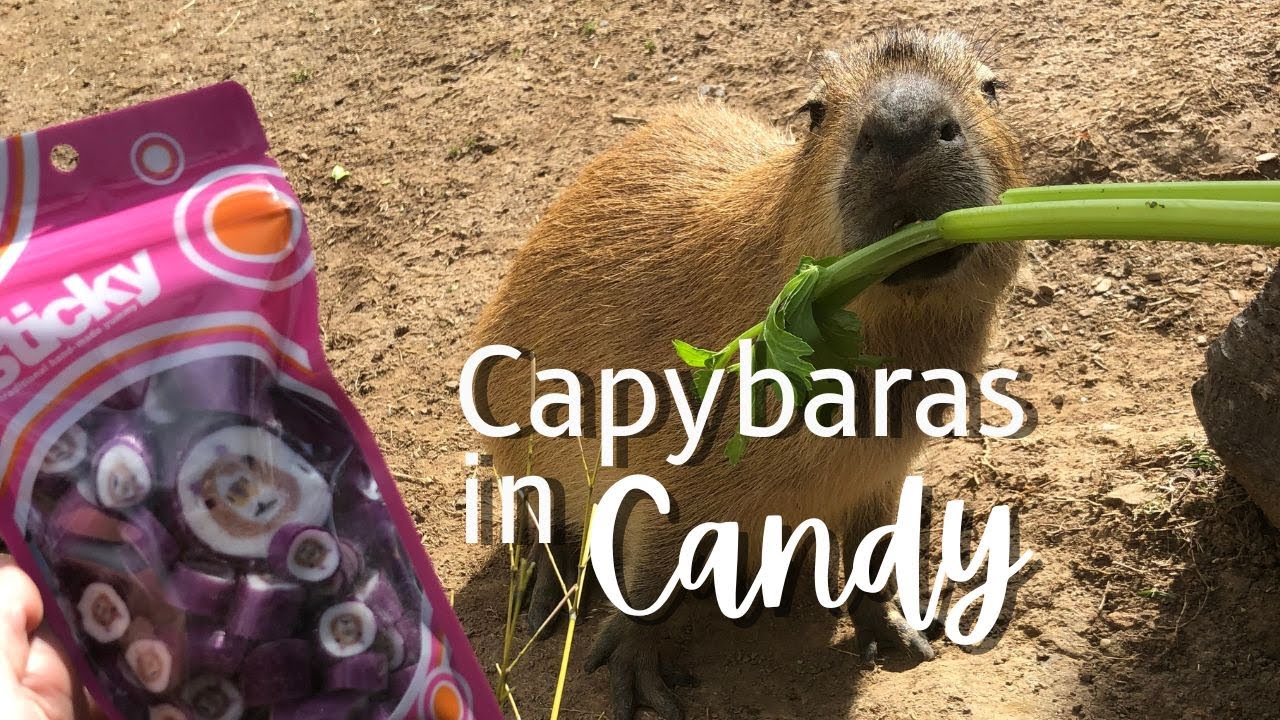 CUTE CAPYBARAS IN CANDY! |Sticky lollies| - YouTube