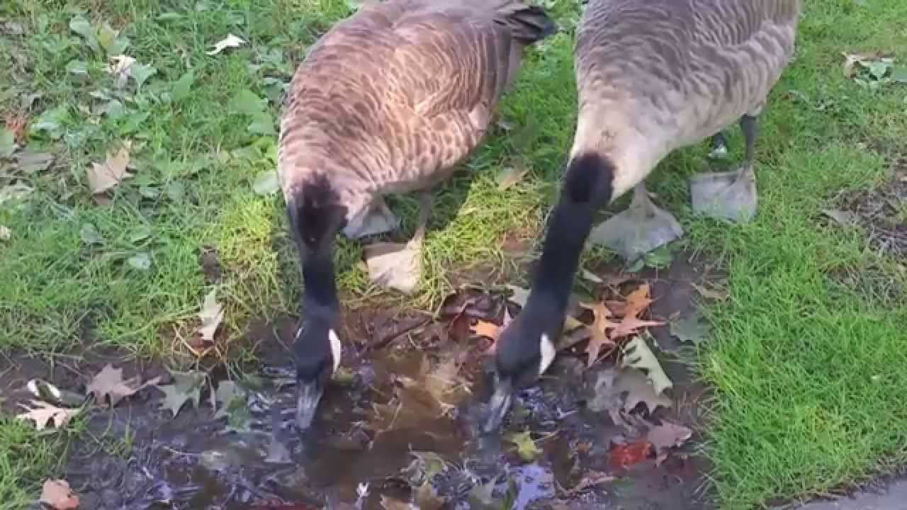 Geese drinking water - YouTube