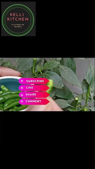 Green chilli | garden green chilli - YouTube