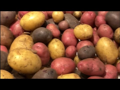 Potato & Onion Harvest , Fruit Protection, and Garden Chores #gardening ...