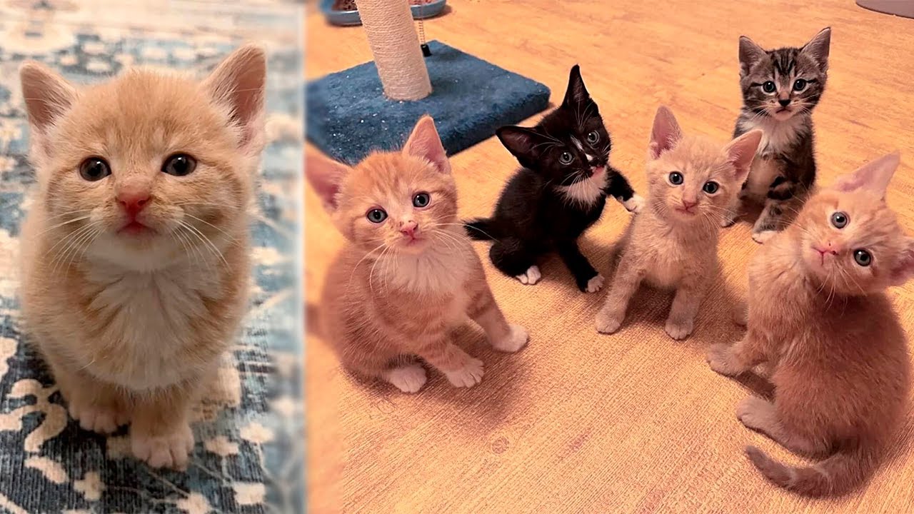 The orphan kitten meowed non-stop until the family of cats accepted him ...