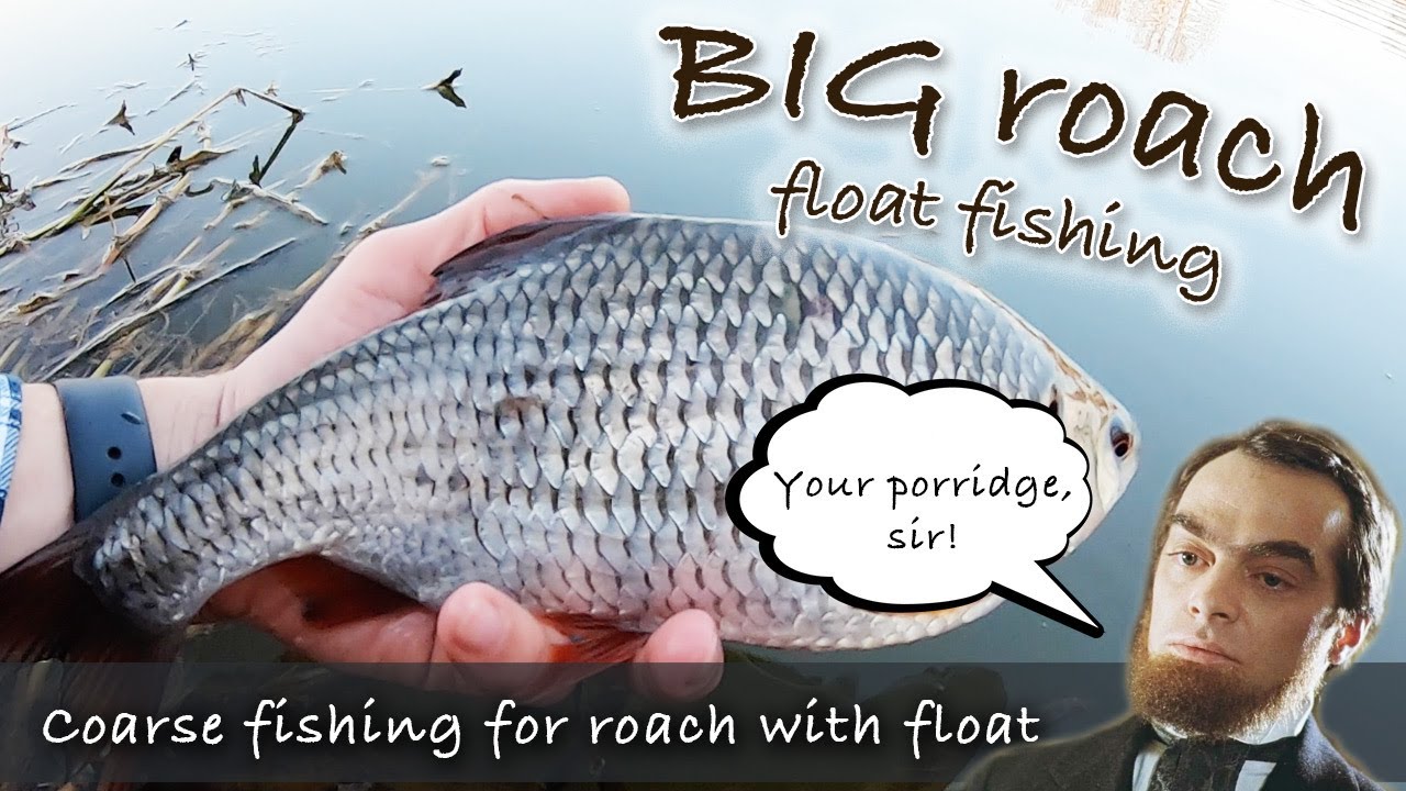 Big roach on herabuna. Spring float fishing for coarse fish. Testing ...