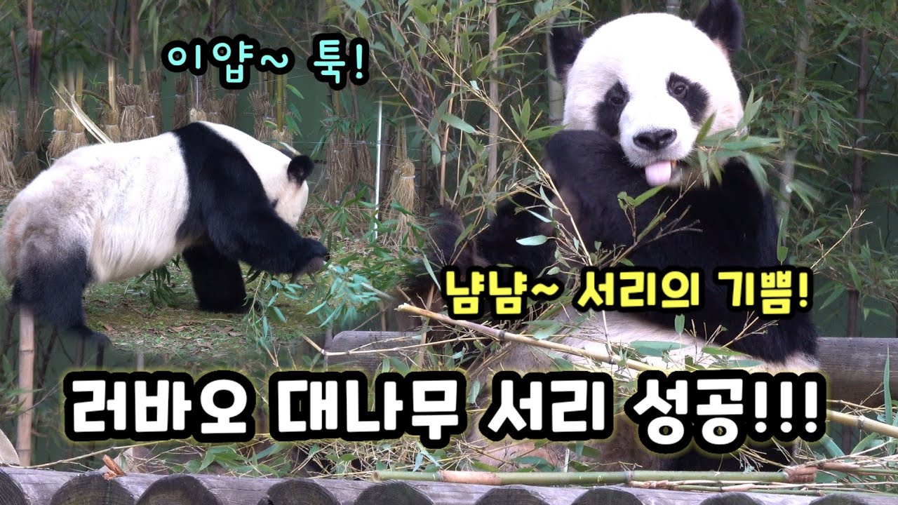 에버랜드 판다 러바오 ️러바오 대나무 서리 성공아빠~저 대형사고 쳤쪄요🐼 ️ 러바오 푸바오 아이바오 Panda Youtube