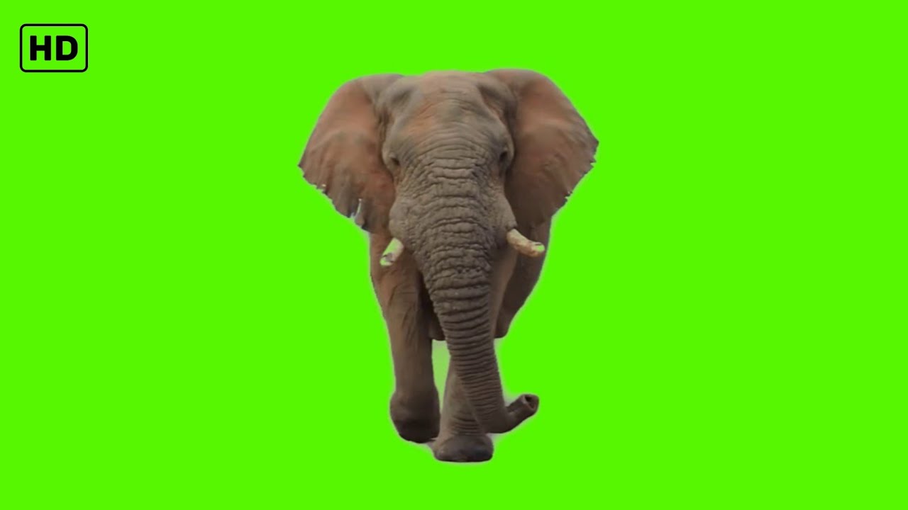 🐘 Alephant Green Screen Video | Alephant walking, Running, Talking ...