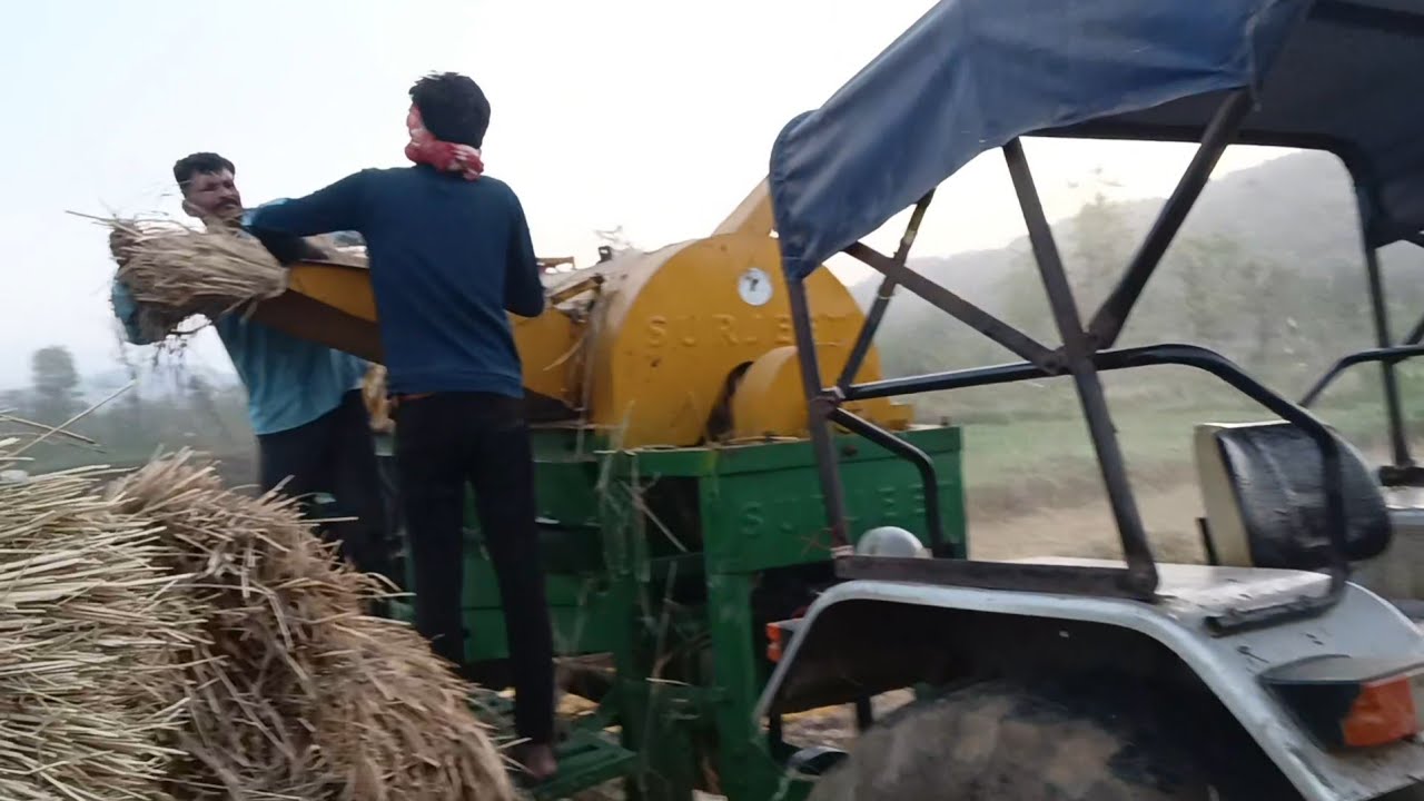 Paddy is Being Separated From The Chaff |Thresher Machine | Paddy ...