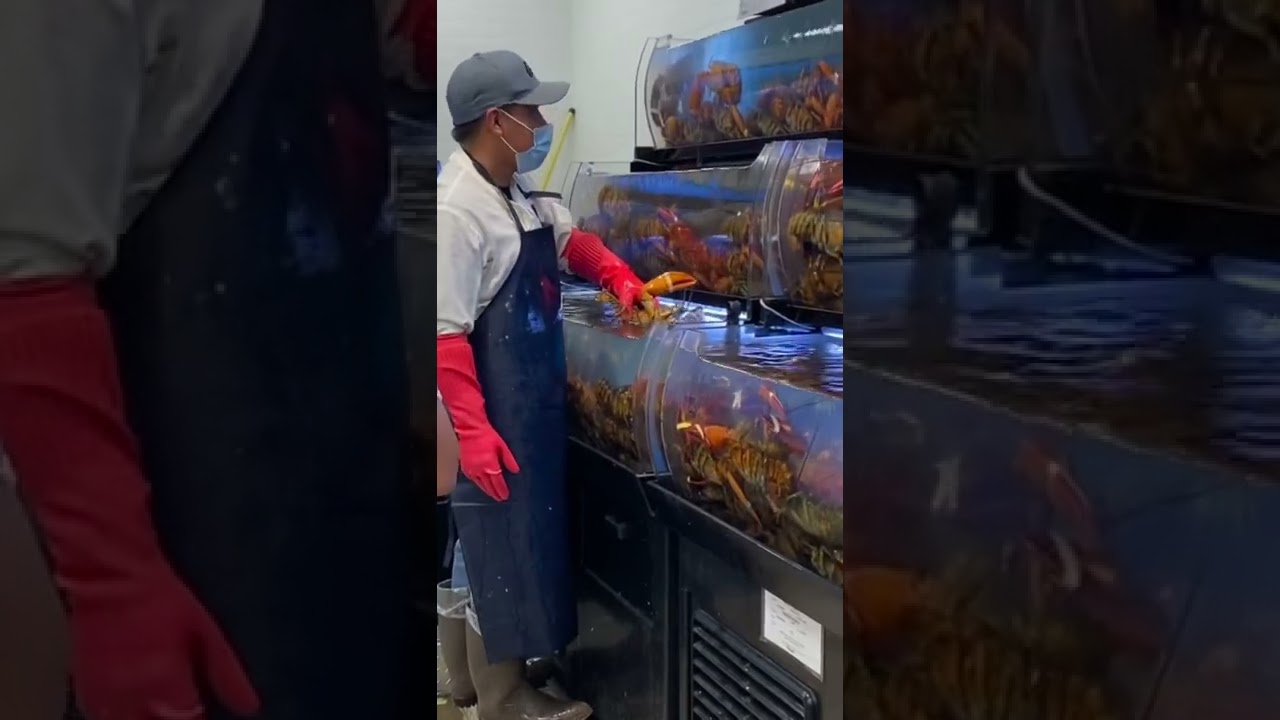 Live lOBSTER 🦞 and FISH🐟|| HMART||China market||NS Vlogs USA - YouTube