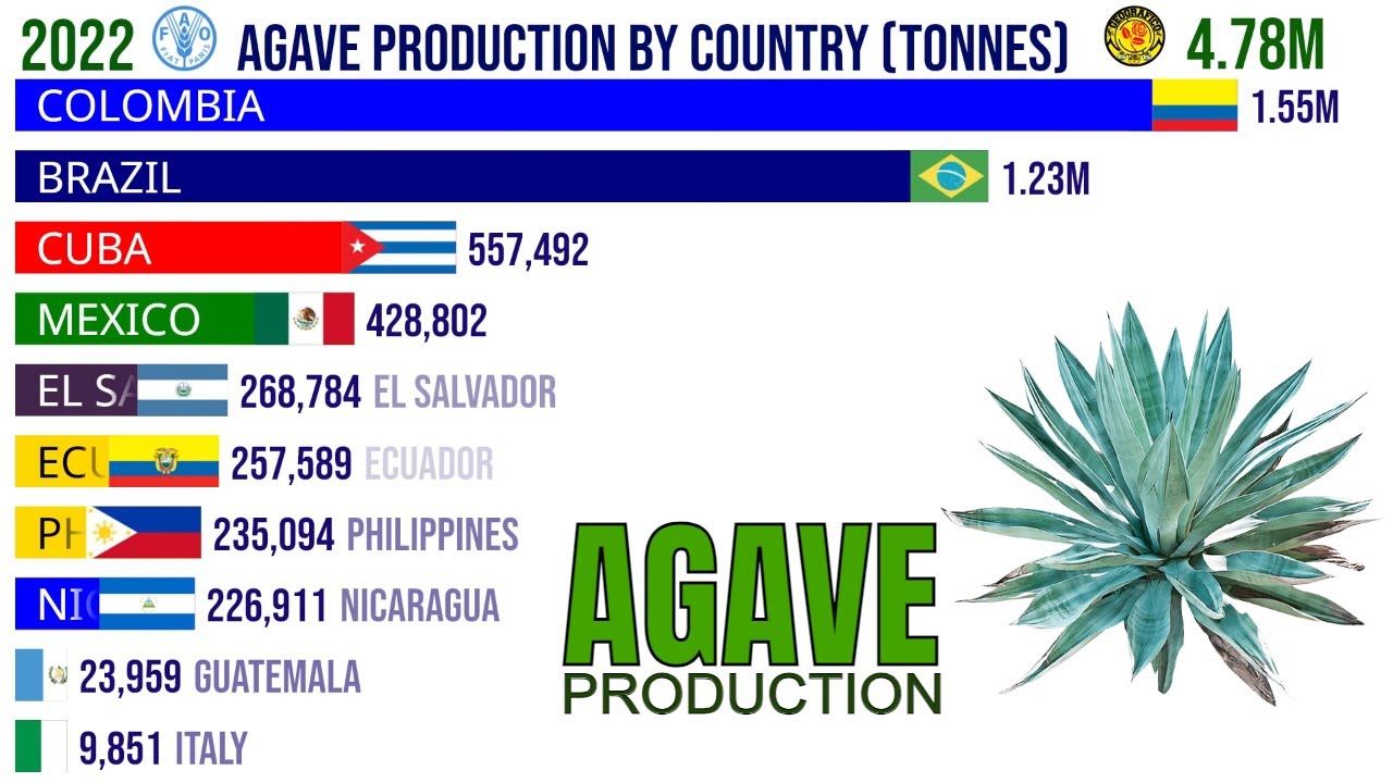 The Largest Agave Producers in the World - YouTube