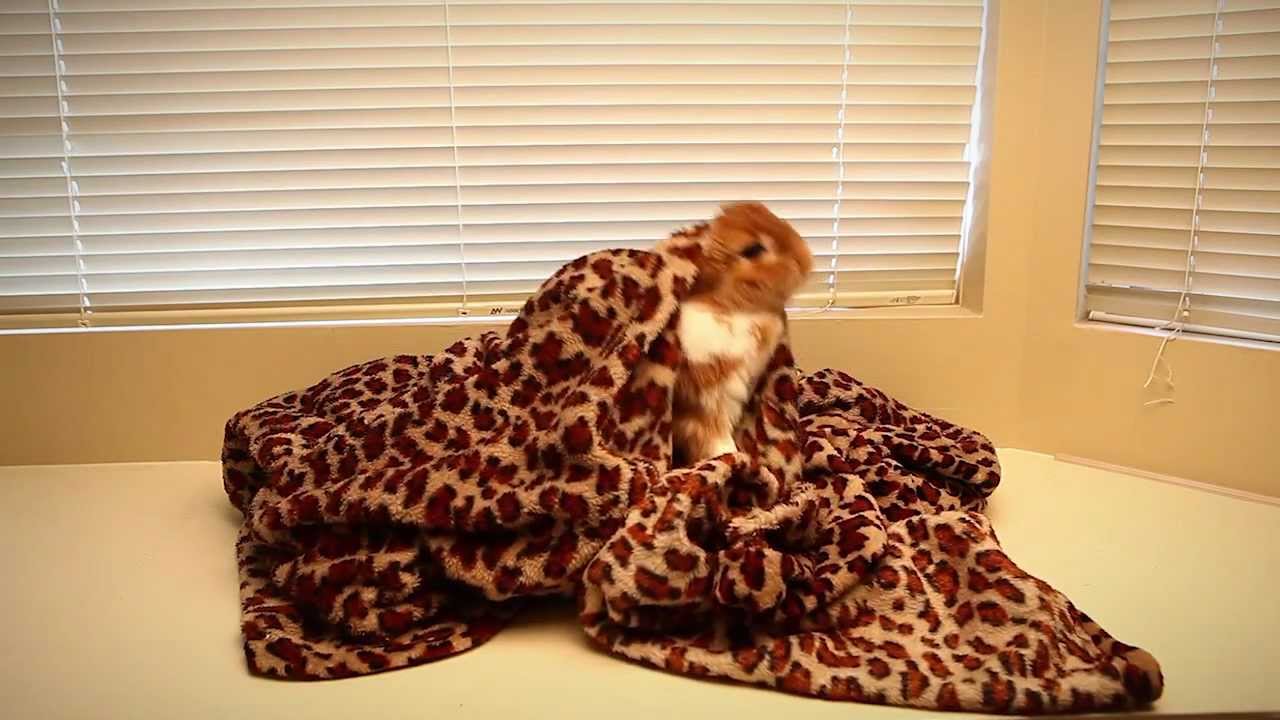 The Great Snuggie Escape - YouTube