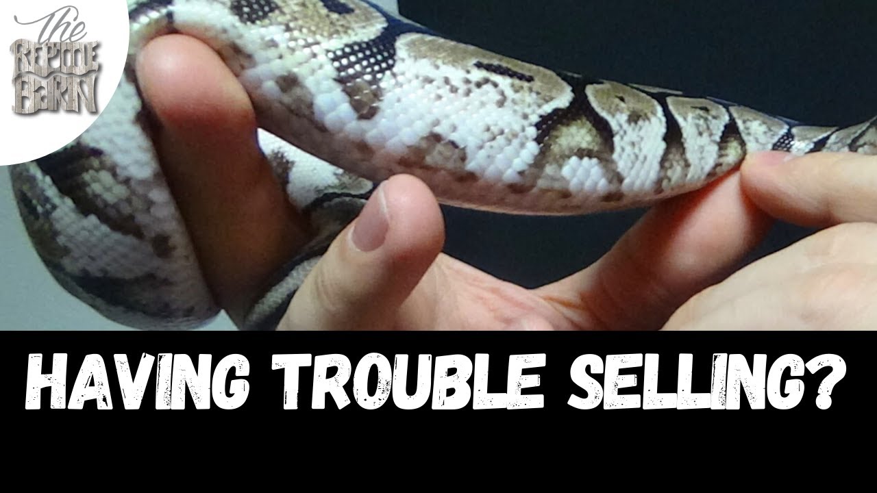 New Breeders Selling Ball Pythons: Problem Solving - YouTube