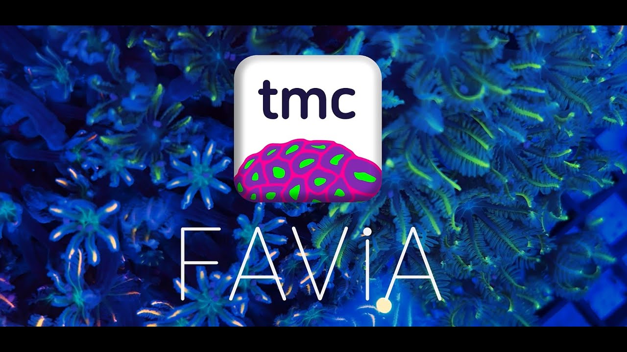 What is Favia? TMC's Brand New App - YouTube