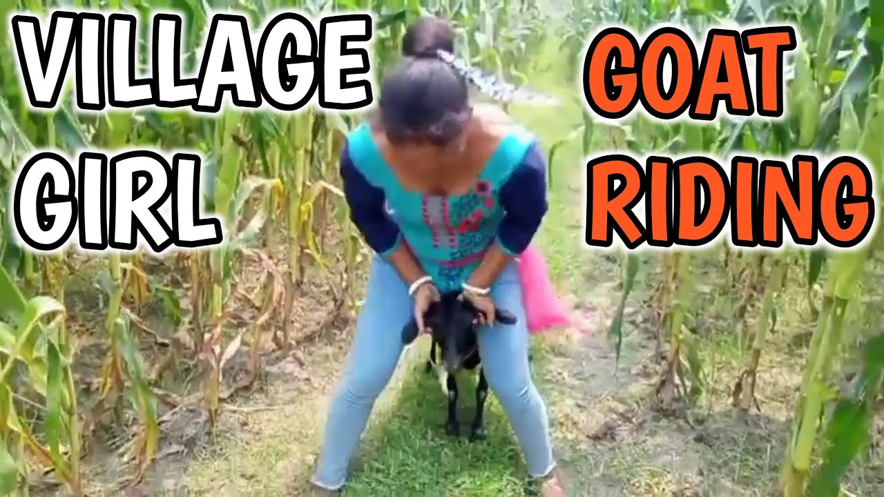 riding goat || goat riding || goat riding full weight ️ - YouTube