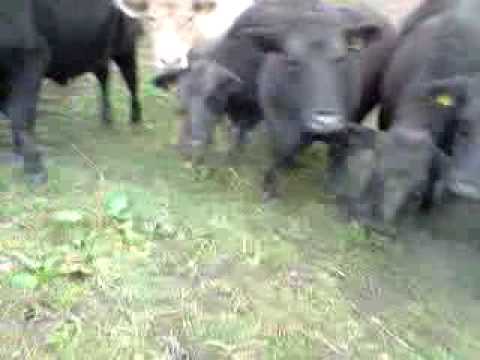 Cow kicks dog - YouTube