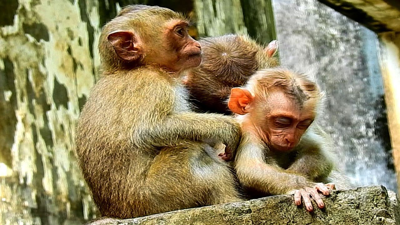 Oops! what's wrong on adorable abandon monkeys doing like that! - YouTube
