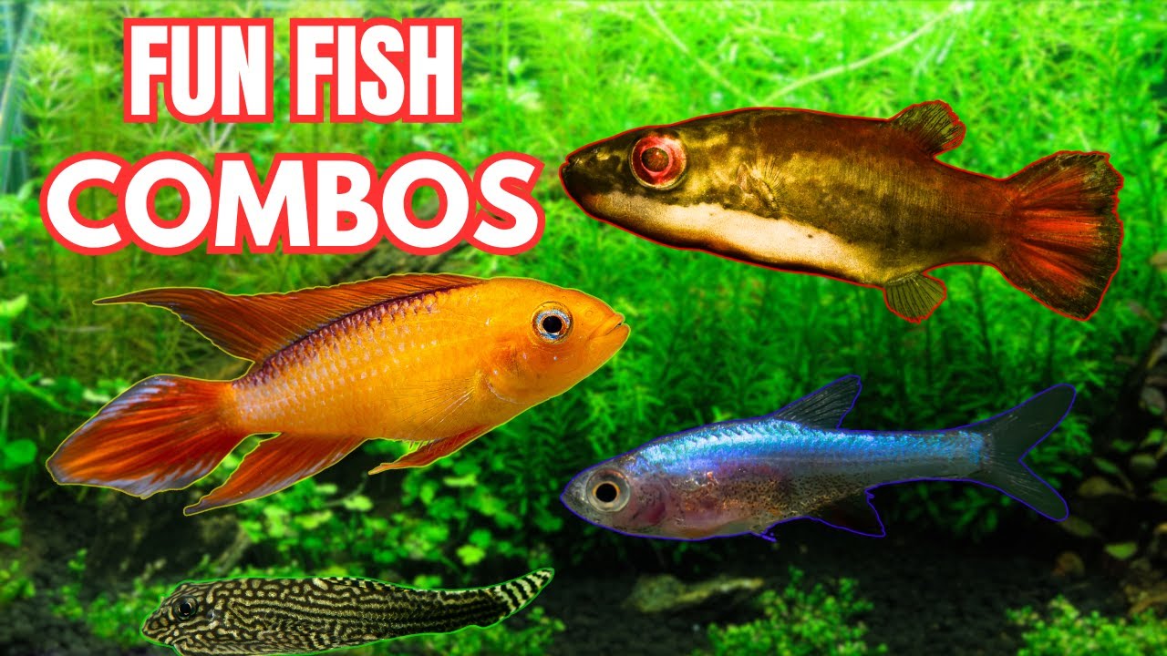 These Fish Pairs Create AMAZING Tank Dynamics (You'll Watch For Hours ...