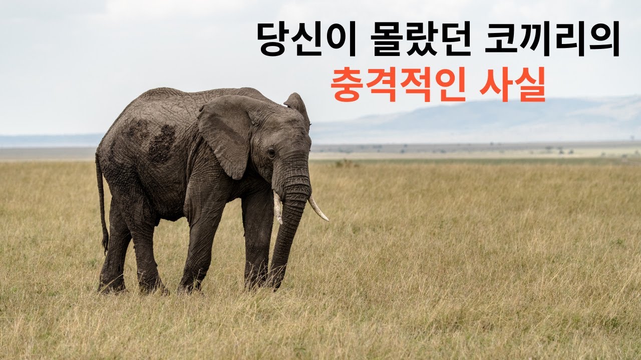 당신이 몰랐던 코끼리의 사실 Youtube