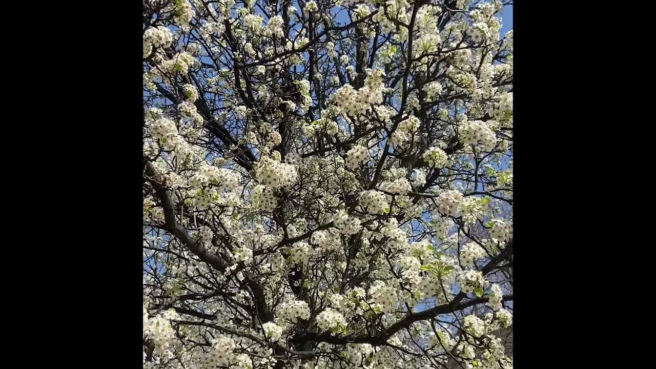 PYRUS Bradford Pear Tree: IDENTIFICATION - YouTube
