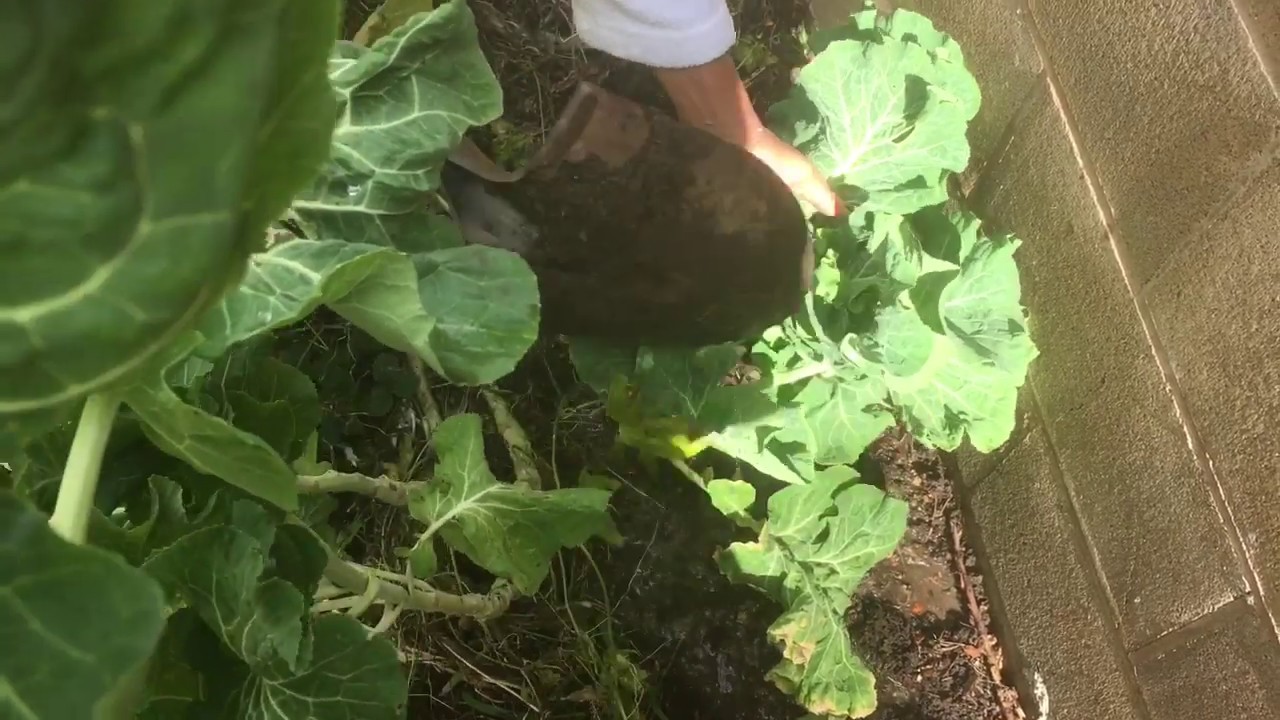How To Grow A Collard Green Tree From Cuttings - YouTube