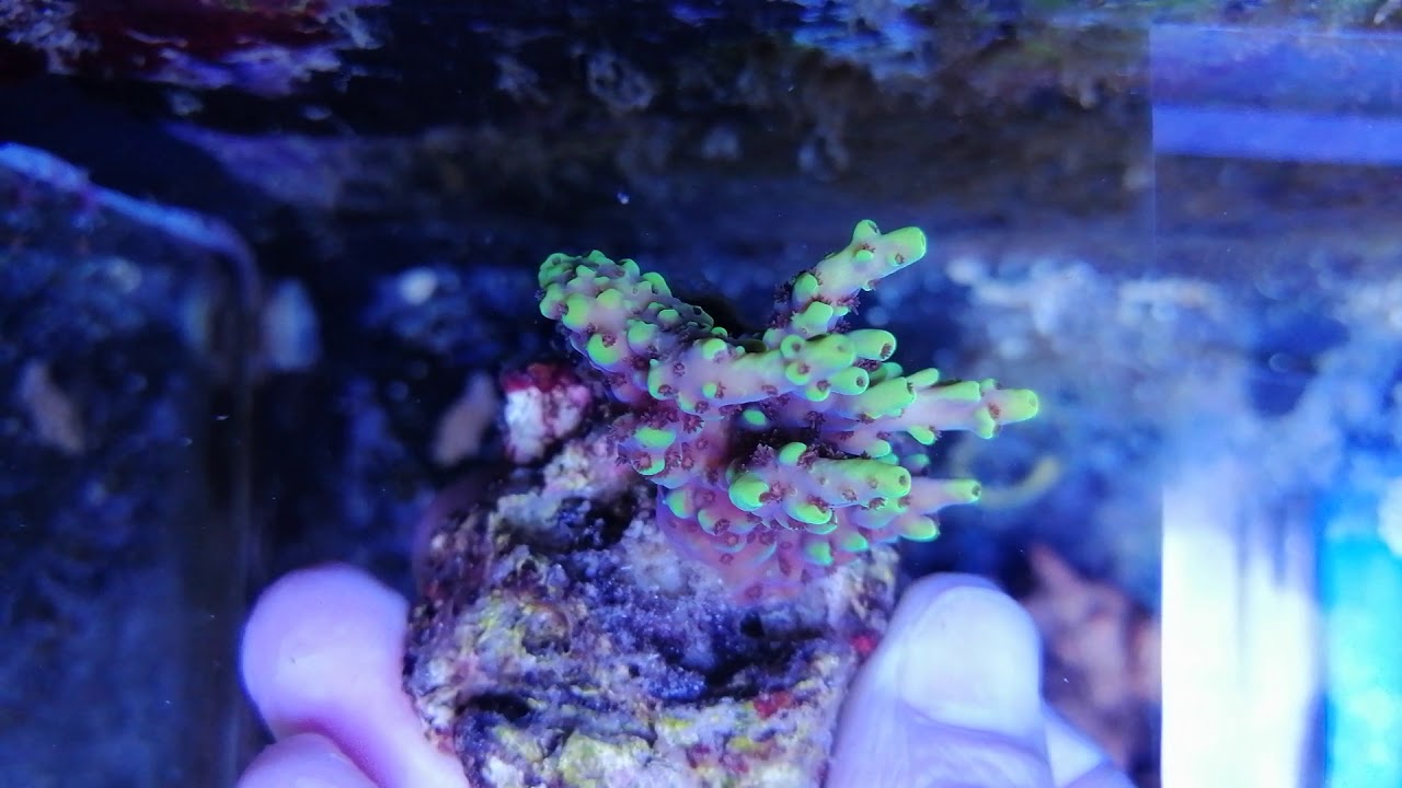 Acropora pikachu-1 coral gandalf - YouTube