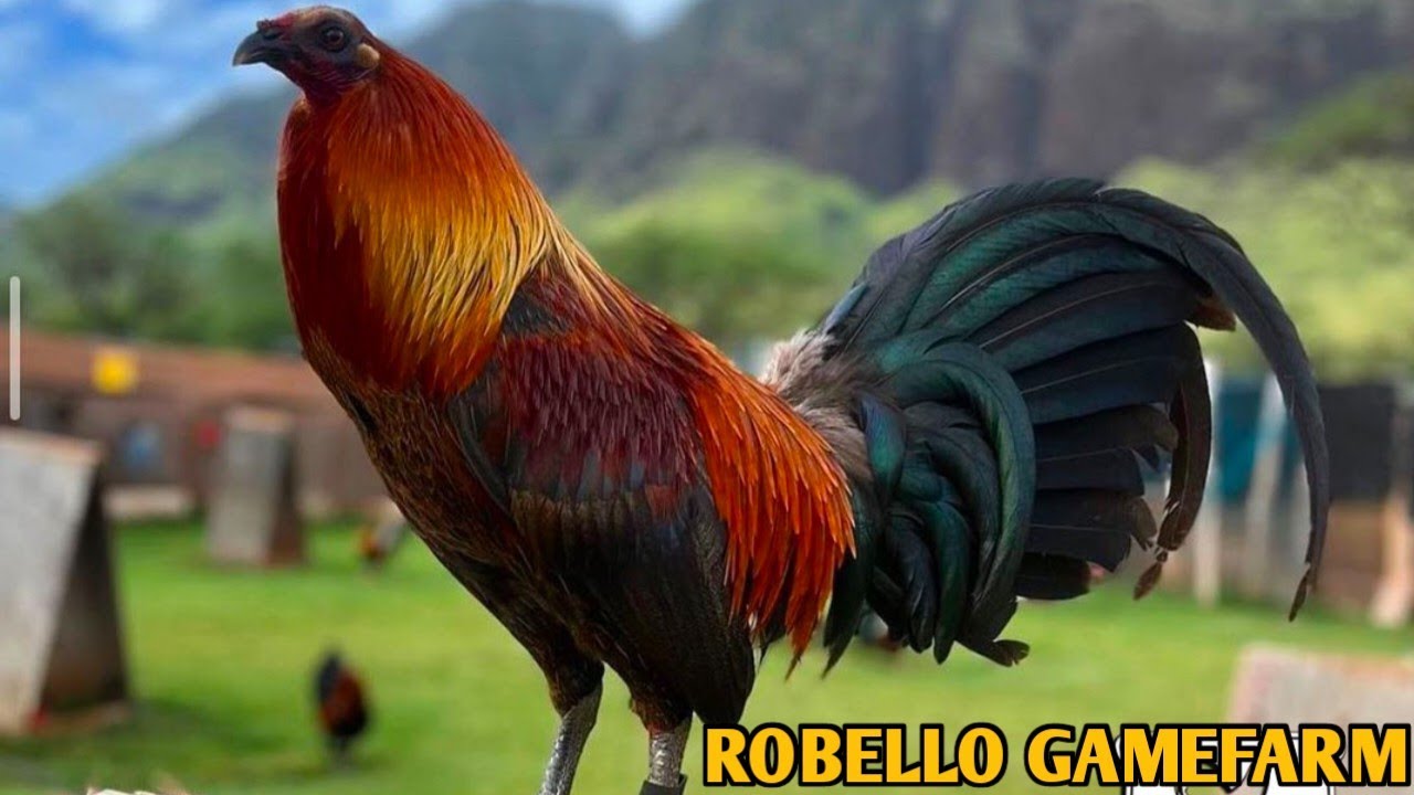Black McRae Blueface hatch Grey - Robello Gamefarm - YouTube