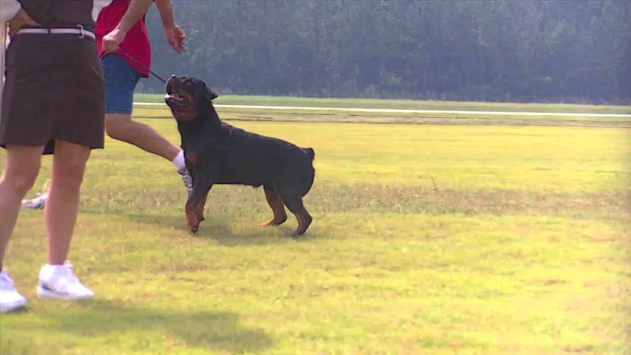 Sam Von Sederhaus Rottweiler stud training for Schutzhund and ...