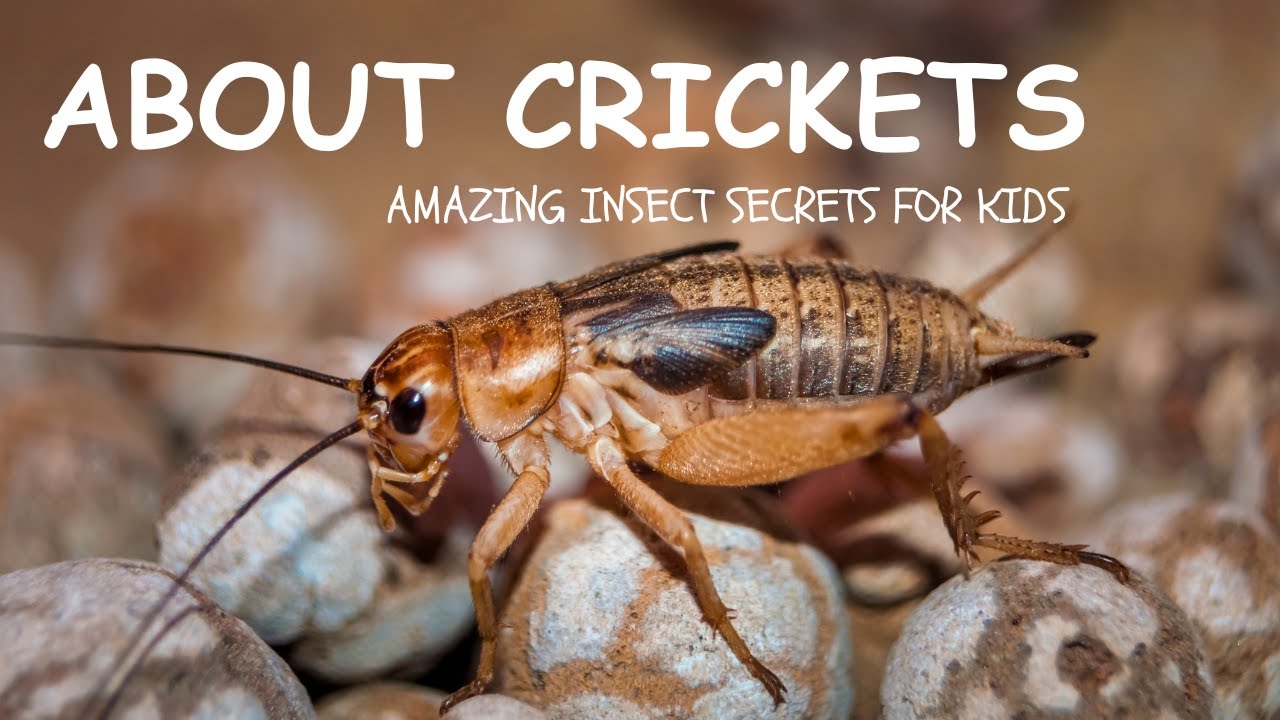 8 Fun Facts About Crickets | Amazing Insect Secrets for Kids - YouTube
