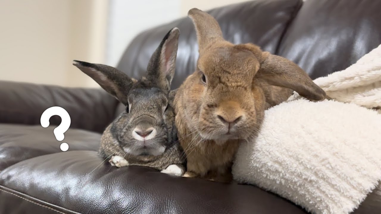 How My Rabbit Mastered Side Jumps! 🐰😄 - YouTube