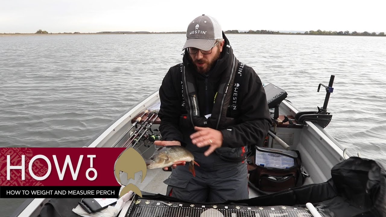 How to weigh and measure perch - Westin Fishing - YouTube