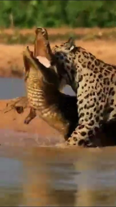 Jaguar Attacks Caiman Crocodile - YouTube