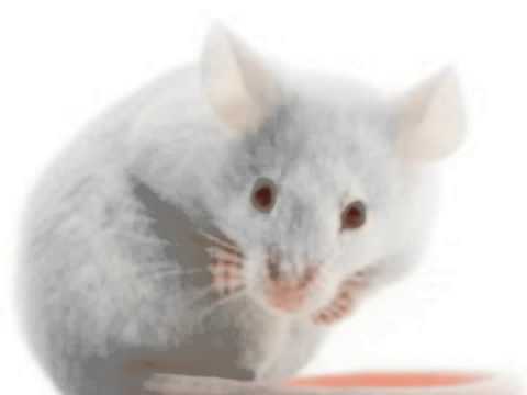 Further experiments with mice - YouTube