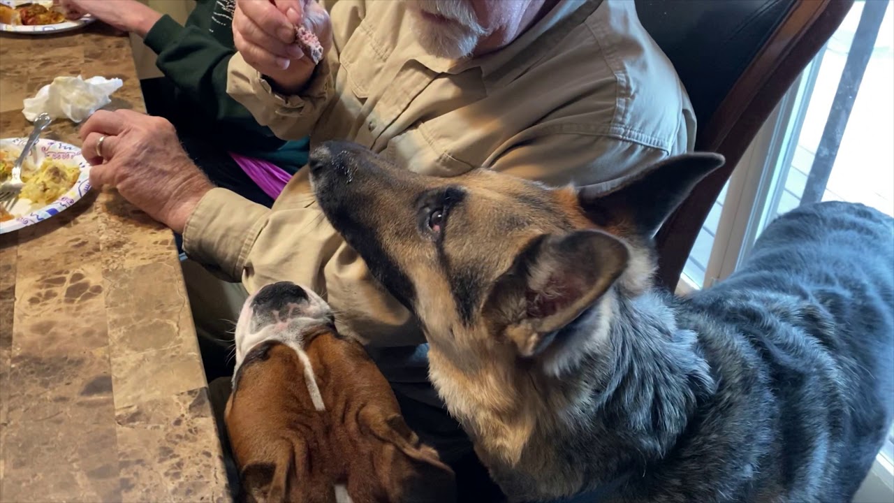 Dogs Eating People Food - YouTube