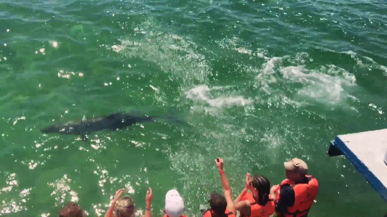 Swimming with dolphins- Varadero Cuba 2017 - YouTube