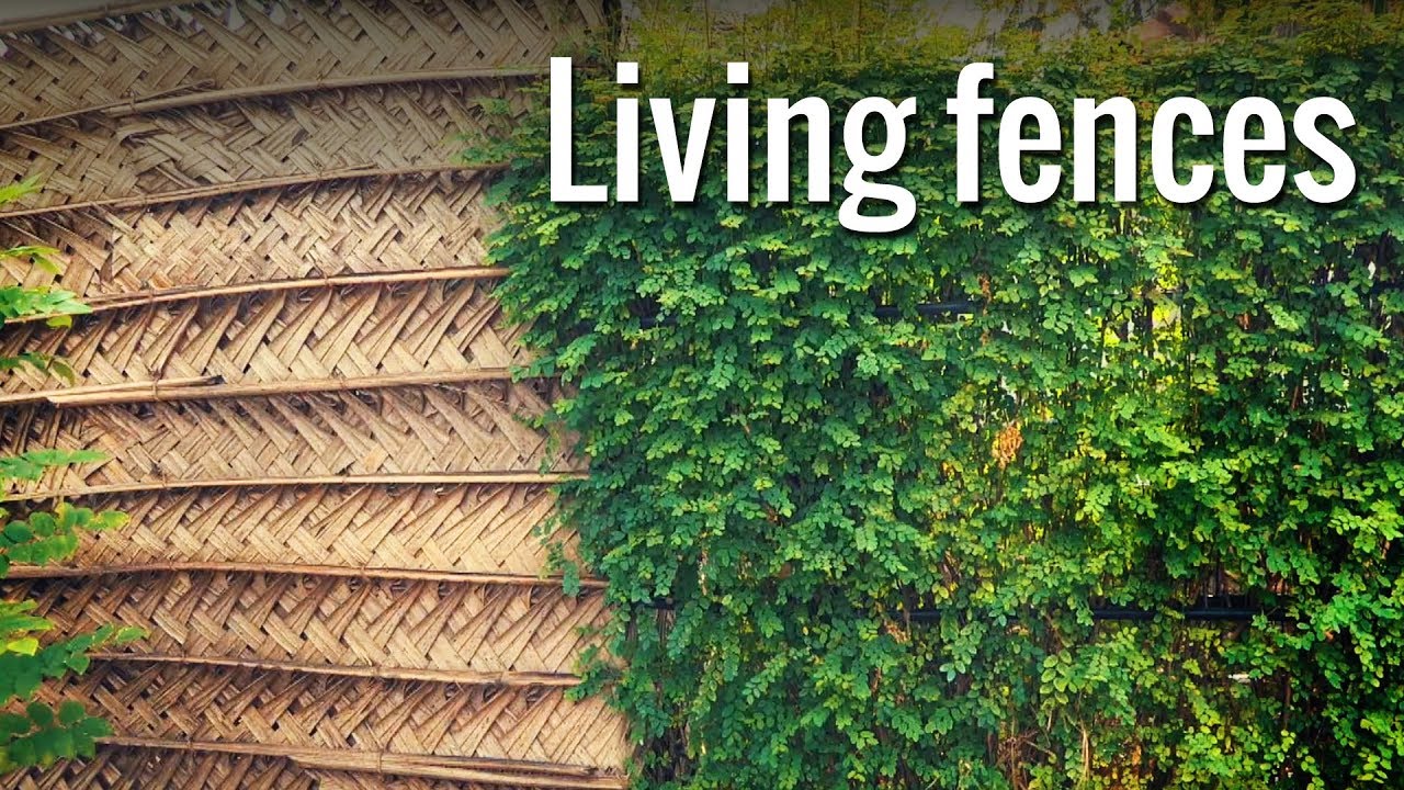 Living fences |Beautiful Fences that bring People together - YouTube