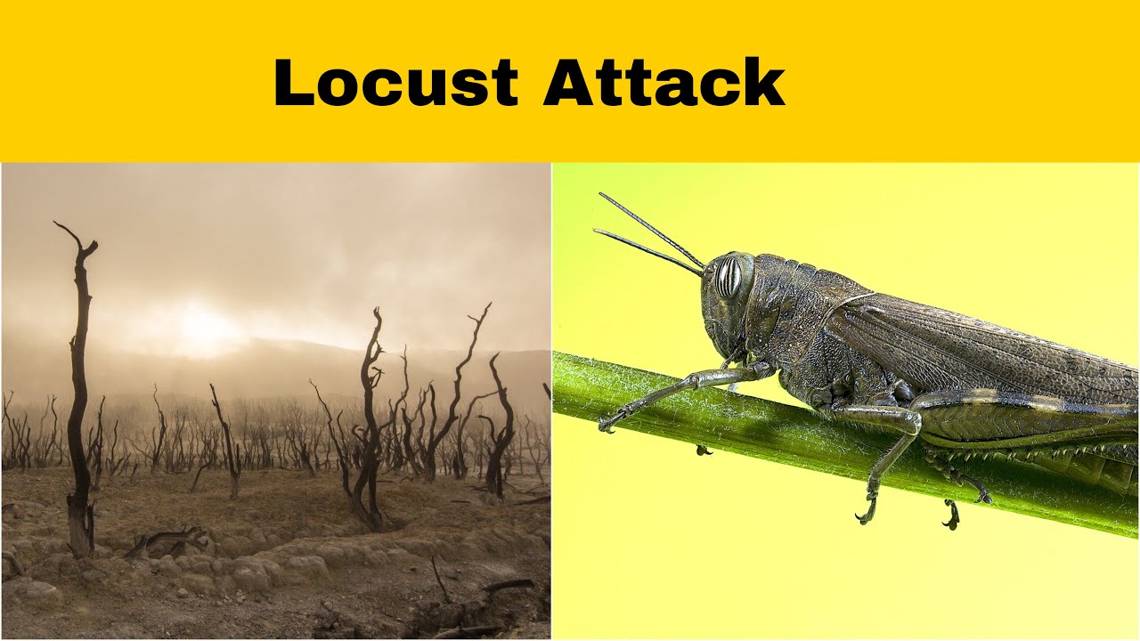 11 fun and scary facts about Locusts | Happens - YouTube