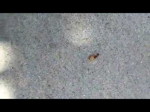 After that can i crush it 🐜😵‍💫🤣😂