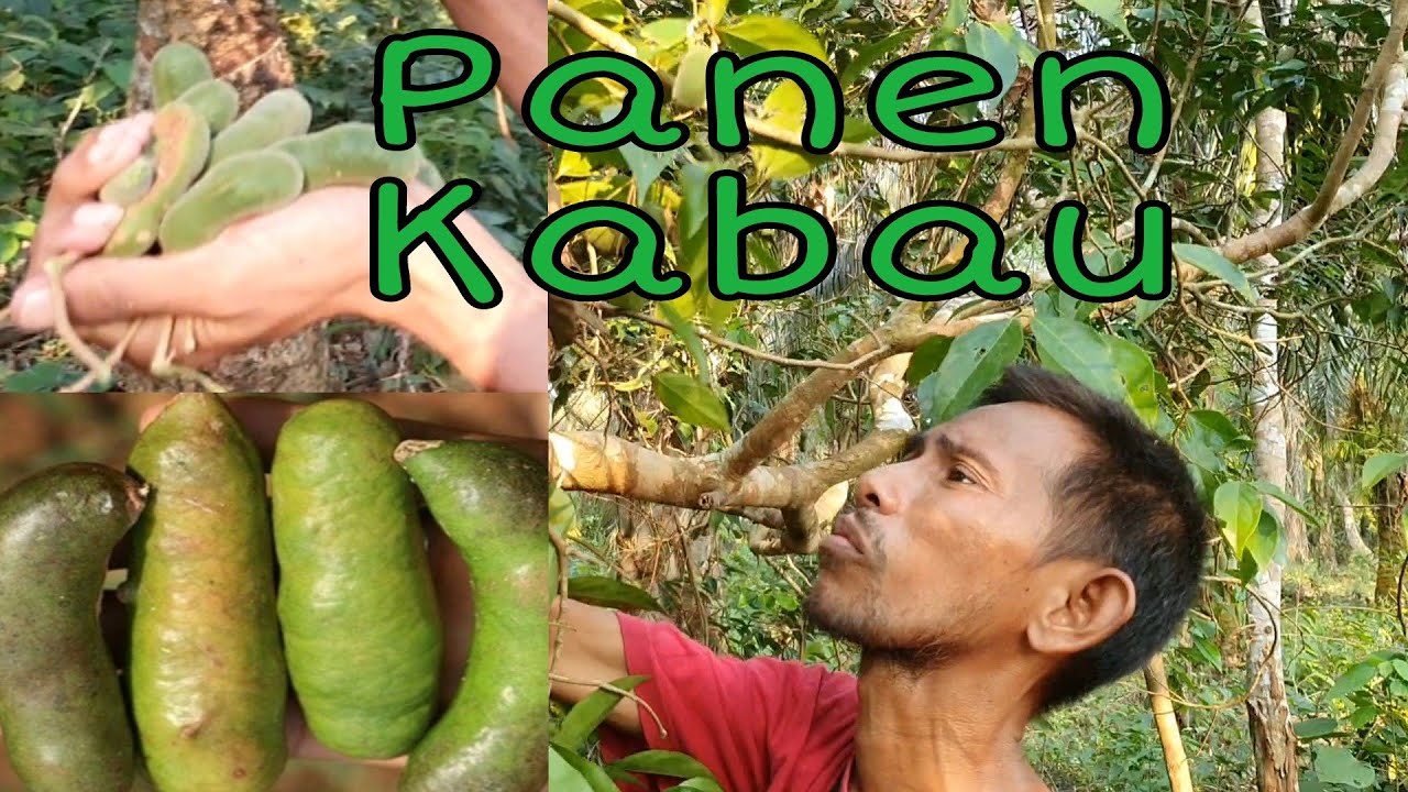 Panen Buah Kabau di Hutan - YouTube
