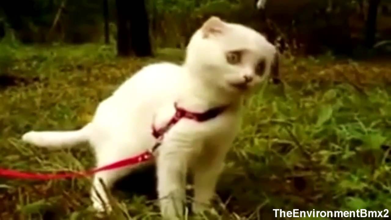 WTF kitty - YouTube
