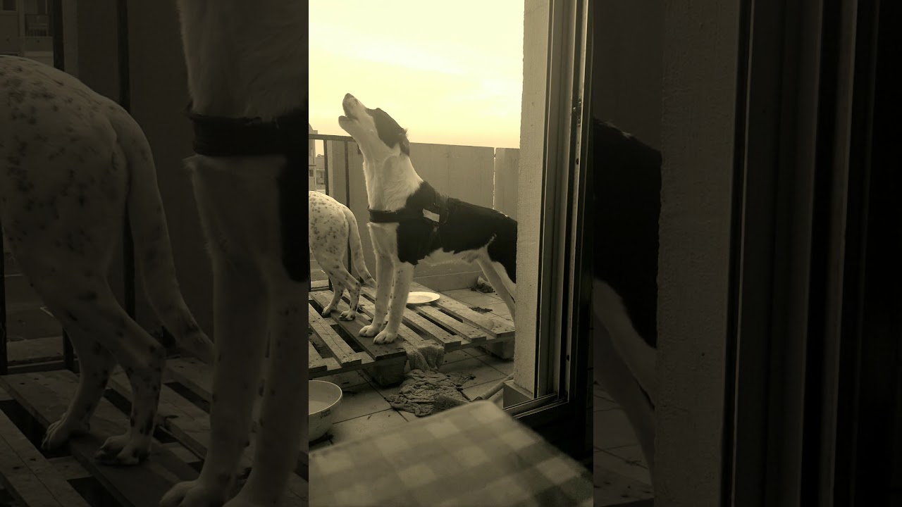 singing dog with saxophone MEME - YouTube