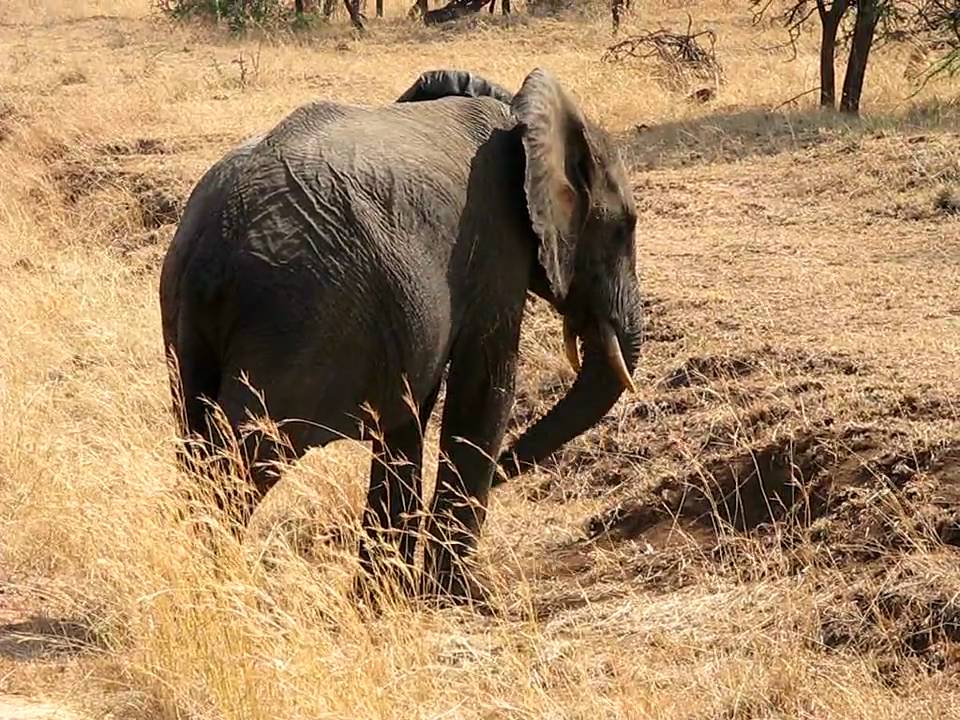 Elephant's Method of Shooing Away Flies - YouTube